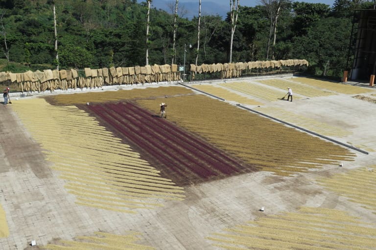 Pulped Natural, Miel, Honey, Semi-washed Processing - Atlas Coffee ...