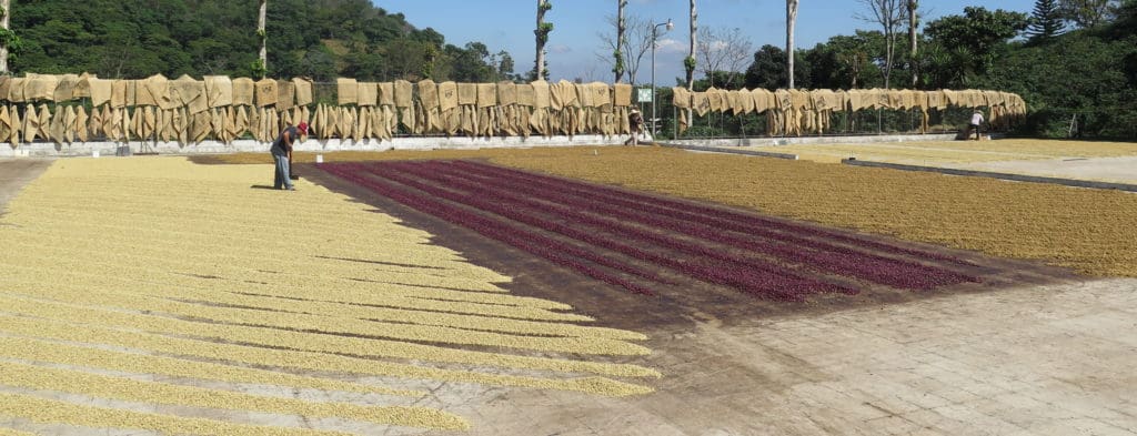 Pulped Natural, Miel, Honey, Semi-washed Processing - Atlas Coffee ...