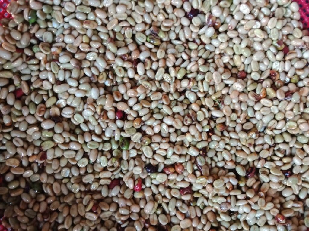 The What, the How and the Why of Indonesian processing methods - Atlas ...