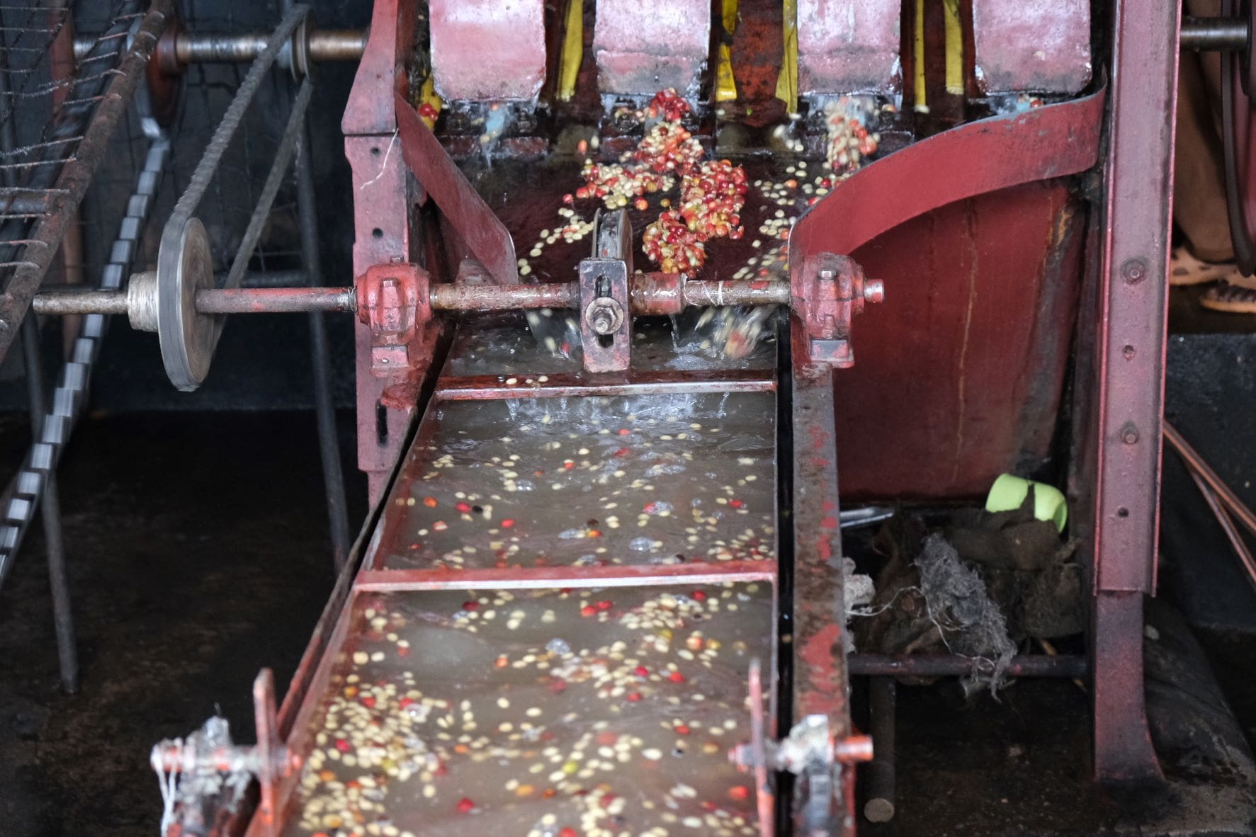 Kenya Kiamaratia Gichuka_Depulper - Atlas Coffee Importers