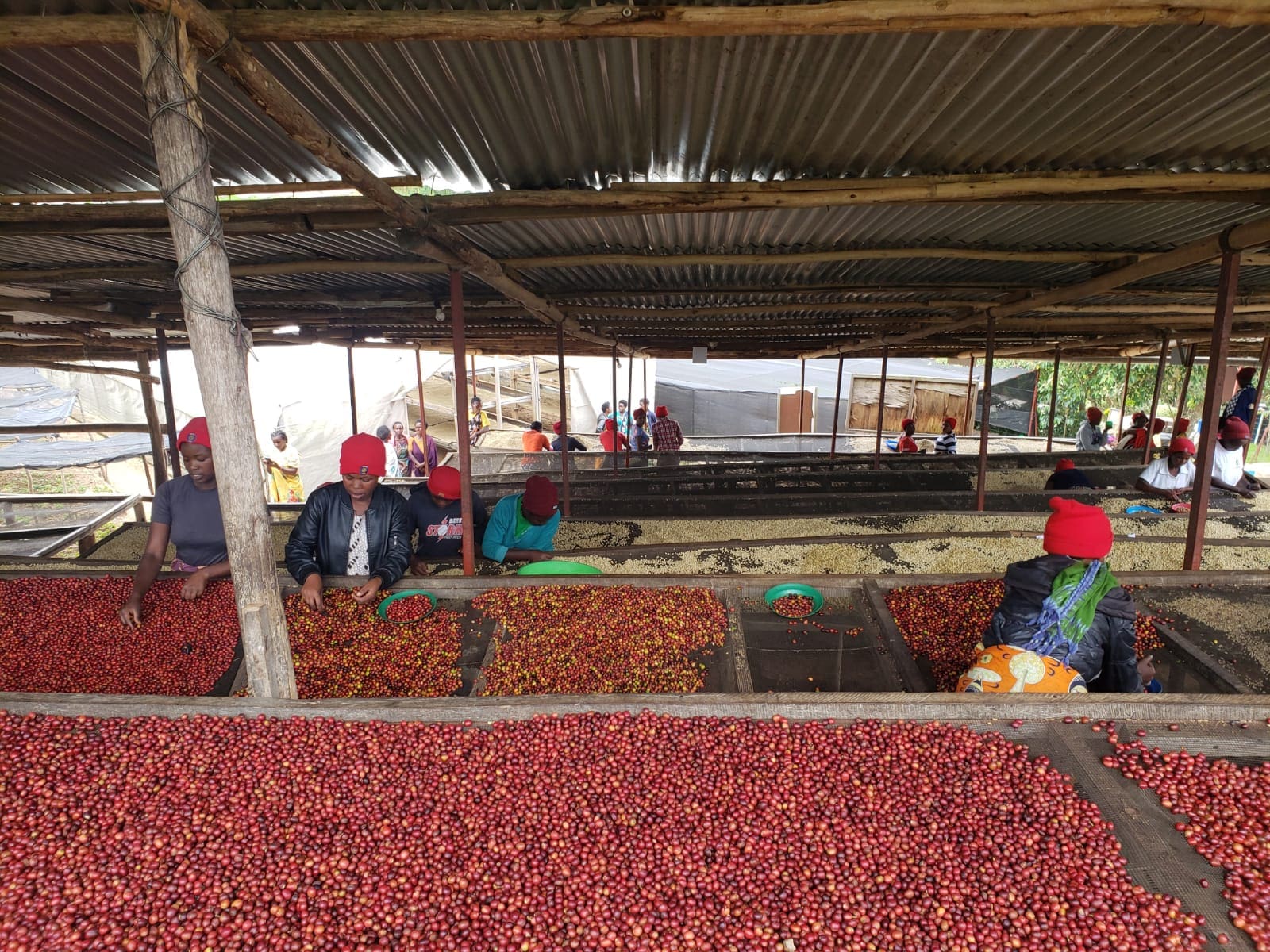 2023 Rwanda_Sholi_Sorting Cherry Parchment - Atlas Coffee Importers