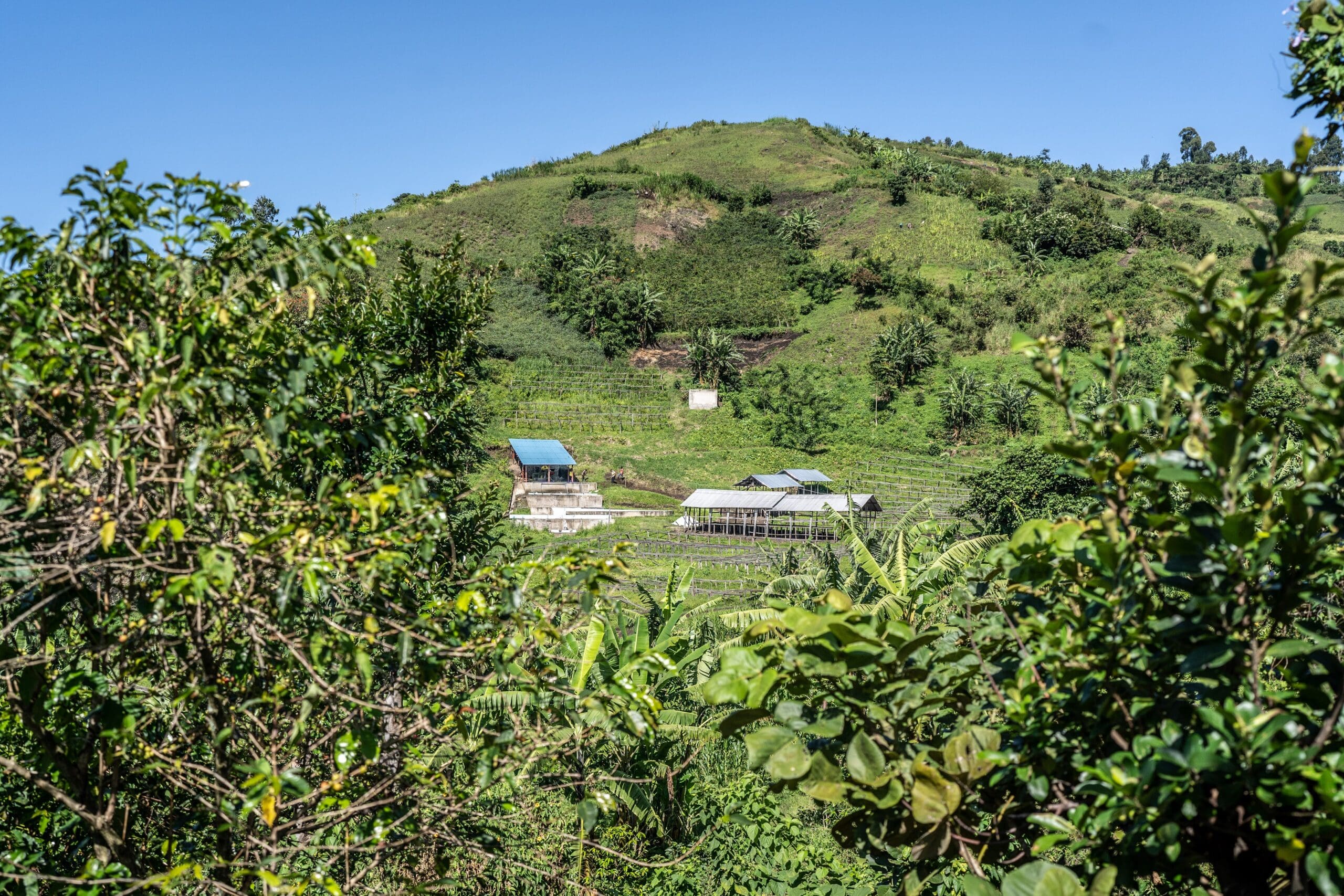 Muungano Nyangoma G MURHABAZI-7 (6) (1) - Atlas Coffee Importers